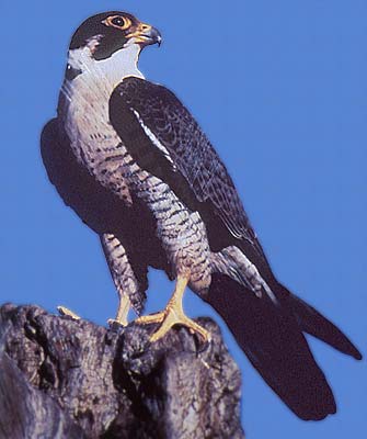 Frightful's Mountain | BookCrossing.com